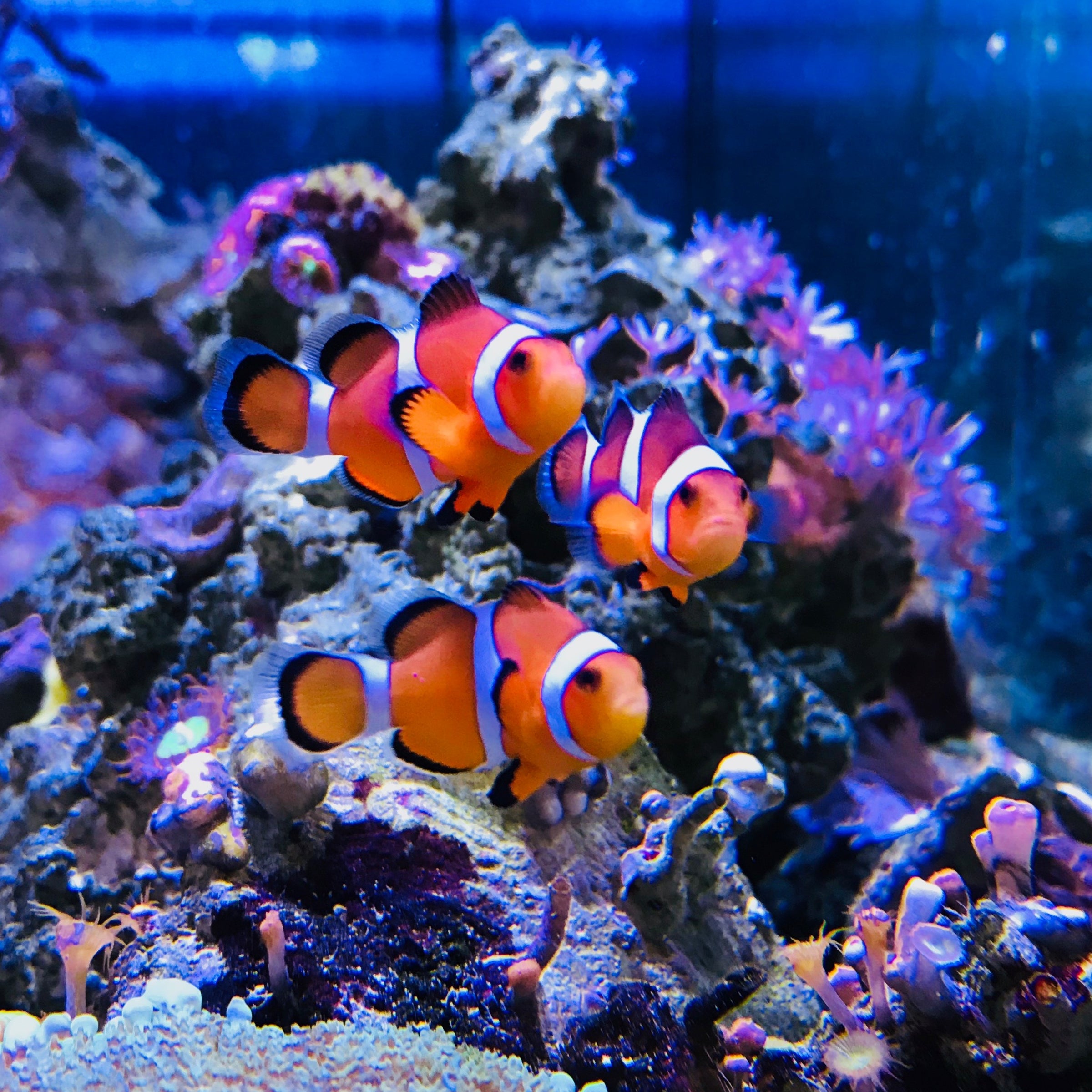 blue clownfish