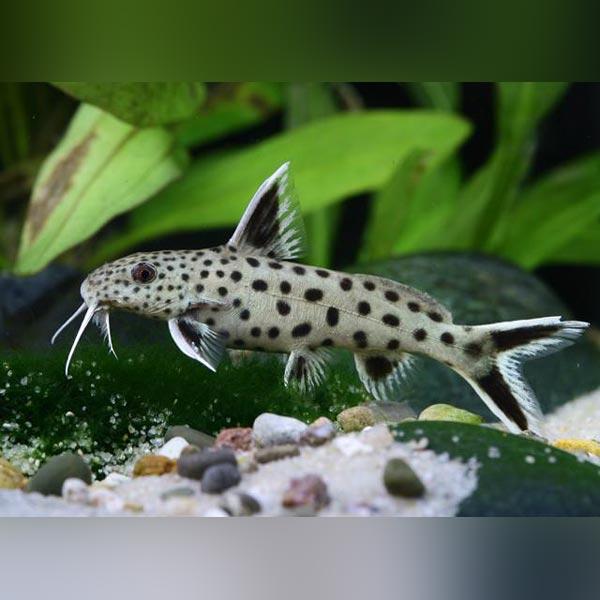 synodontis catfish temperature