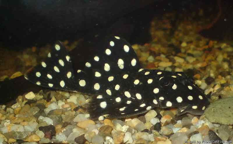snowball pleco