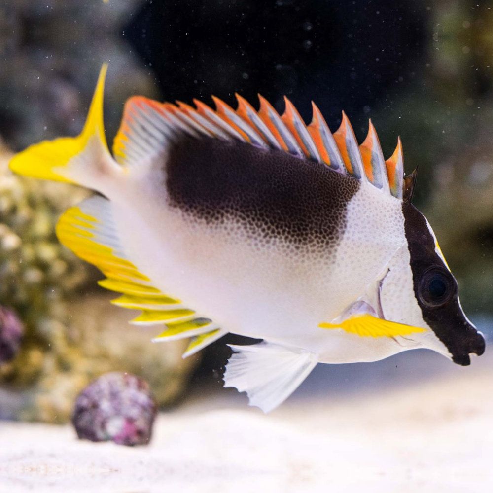 fox face rabbitfish