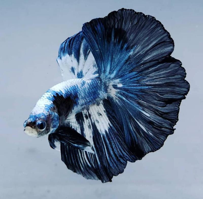 betta halfmoon fish