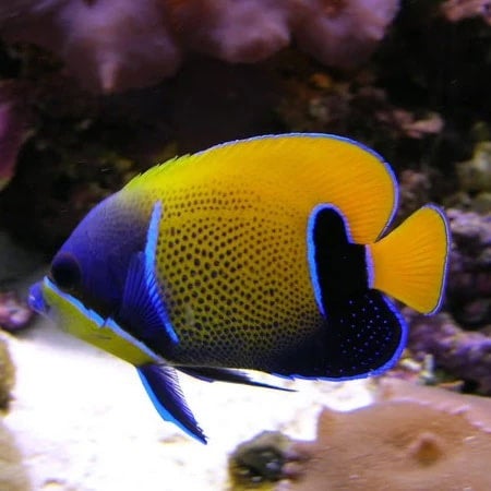 majestic angelfish tank size
