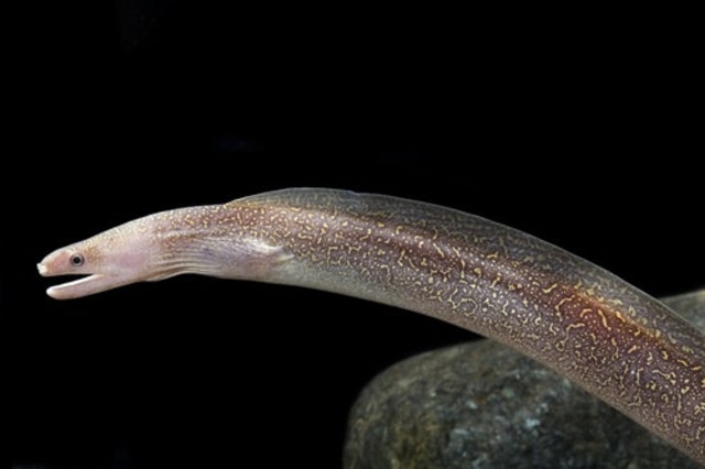 brackish water eels
