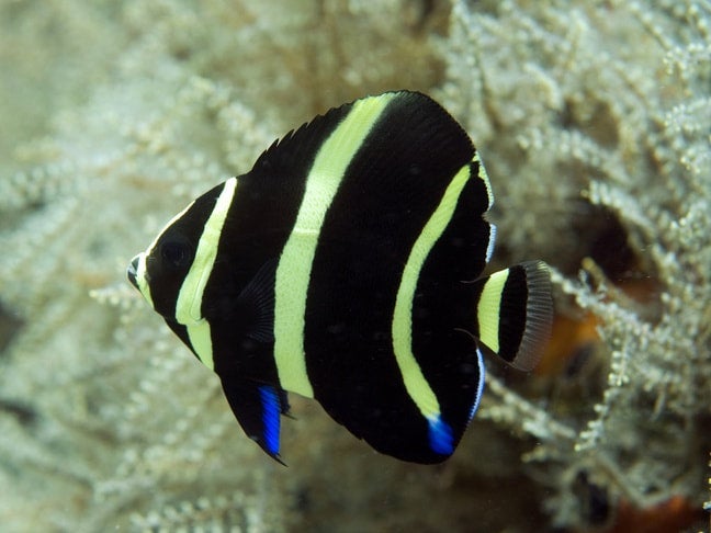 gray poma angelfish