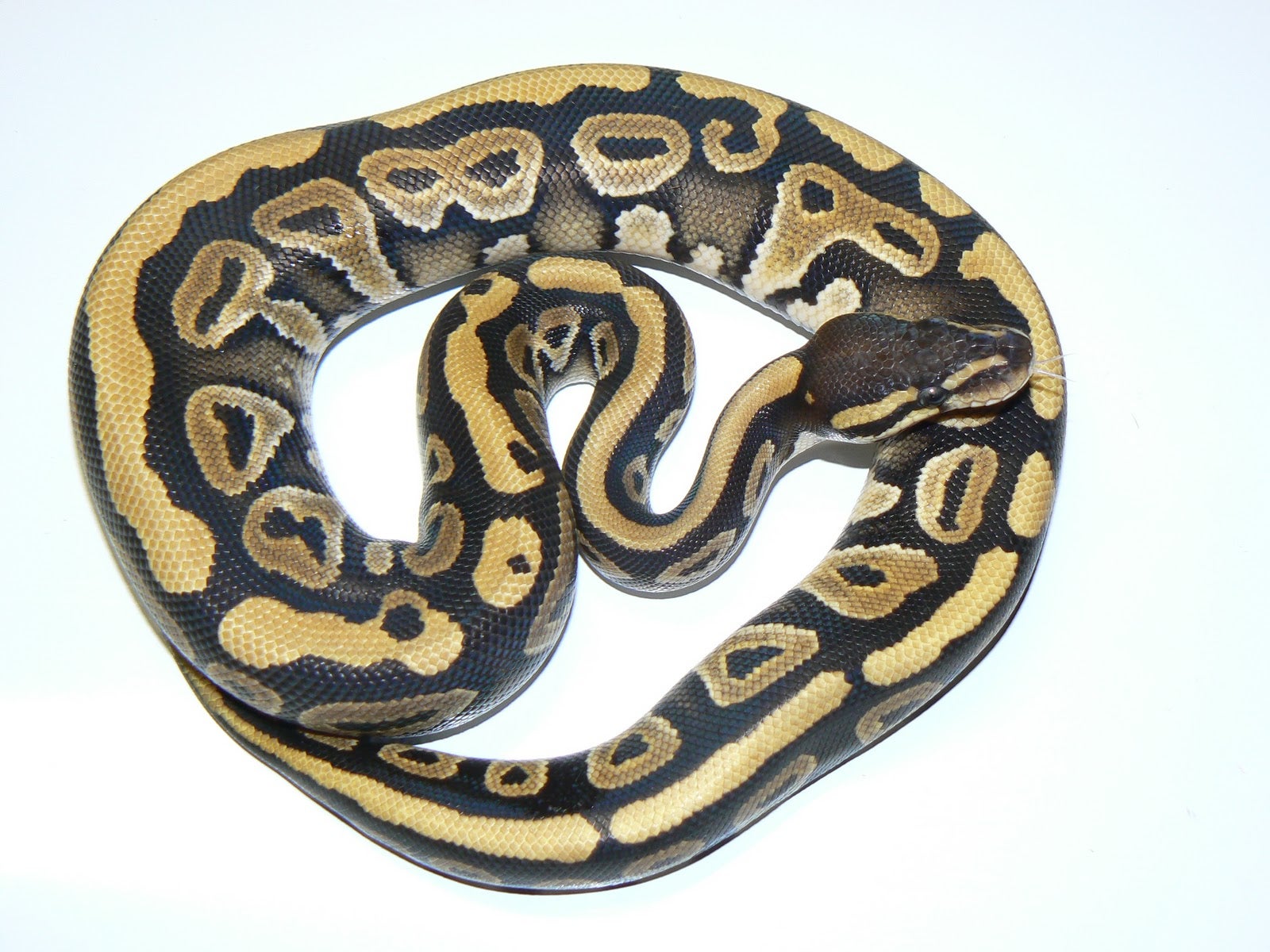 what is a mystic ball python