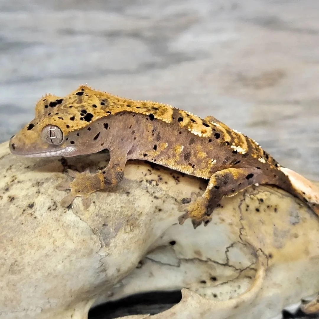 crested gecko