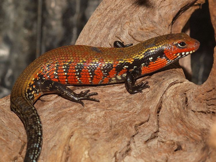 fire skink