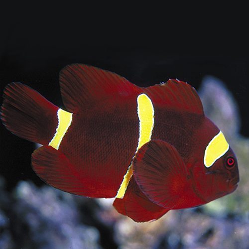 maroon clownfish aggressive