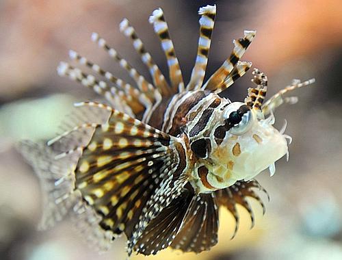 dwarf lionfish