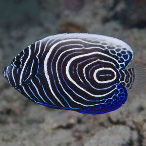 empire angelfish