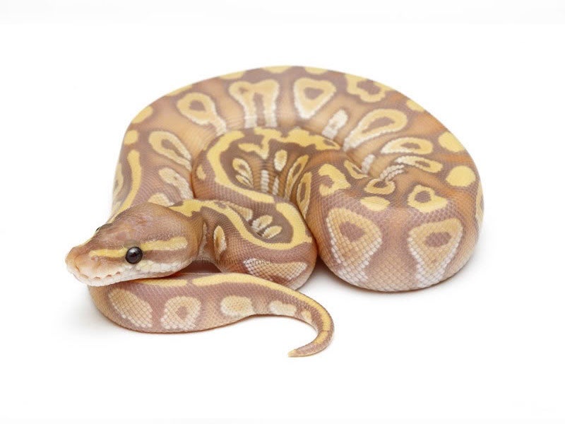 what is a banana ball python