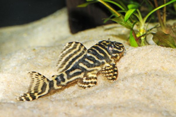 zebra pleco tank temperature