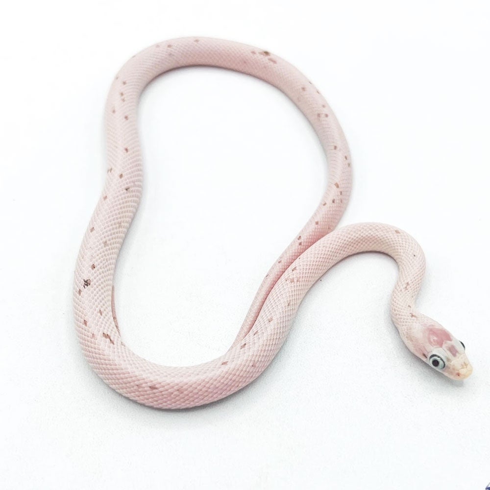 corn snake pet