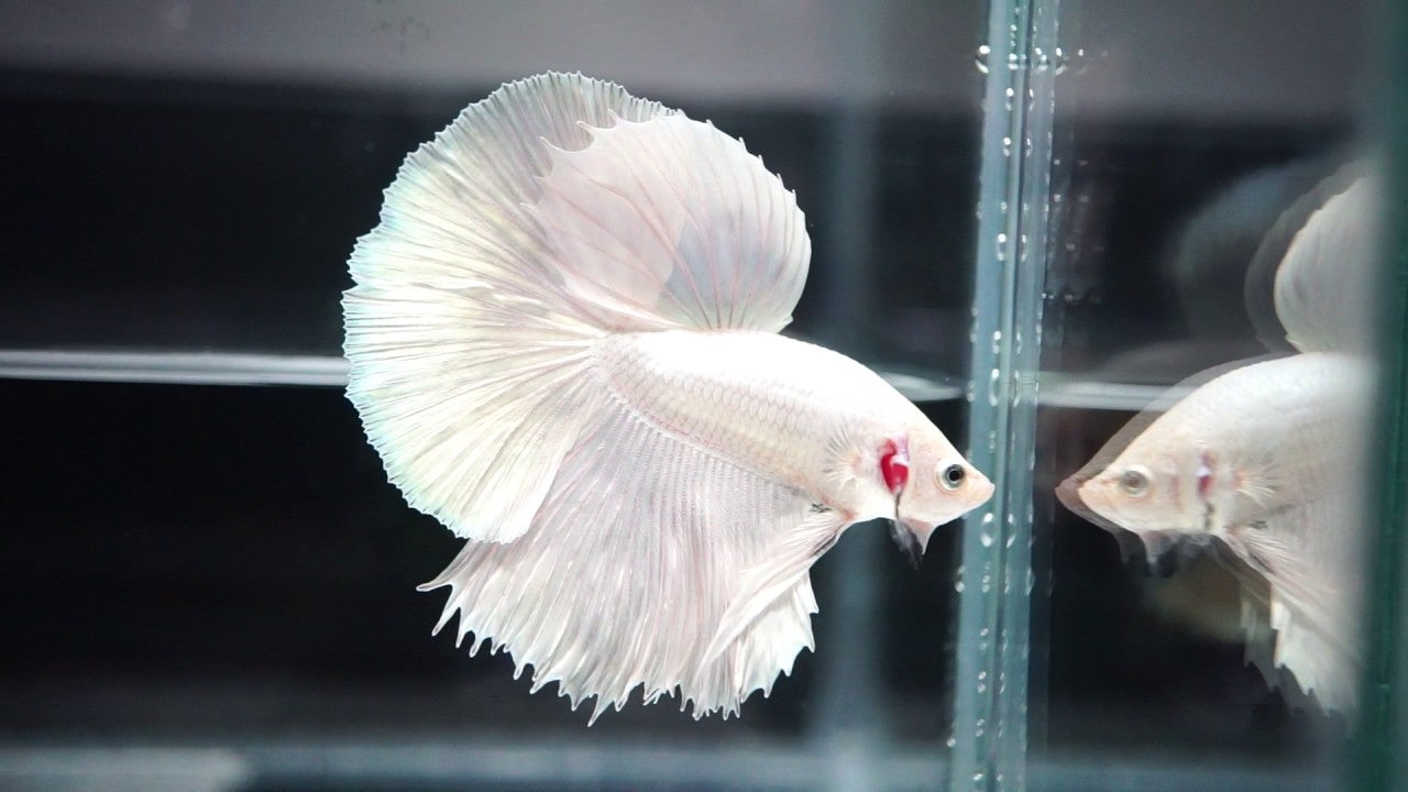 betta halfmoon white