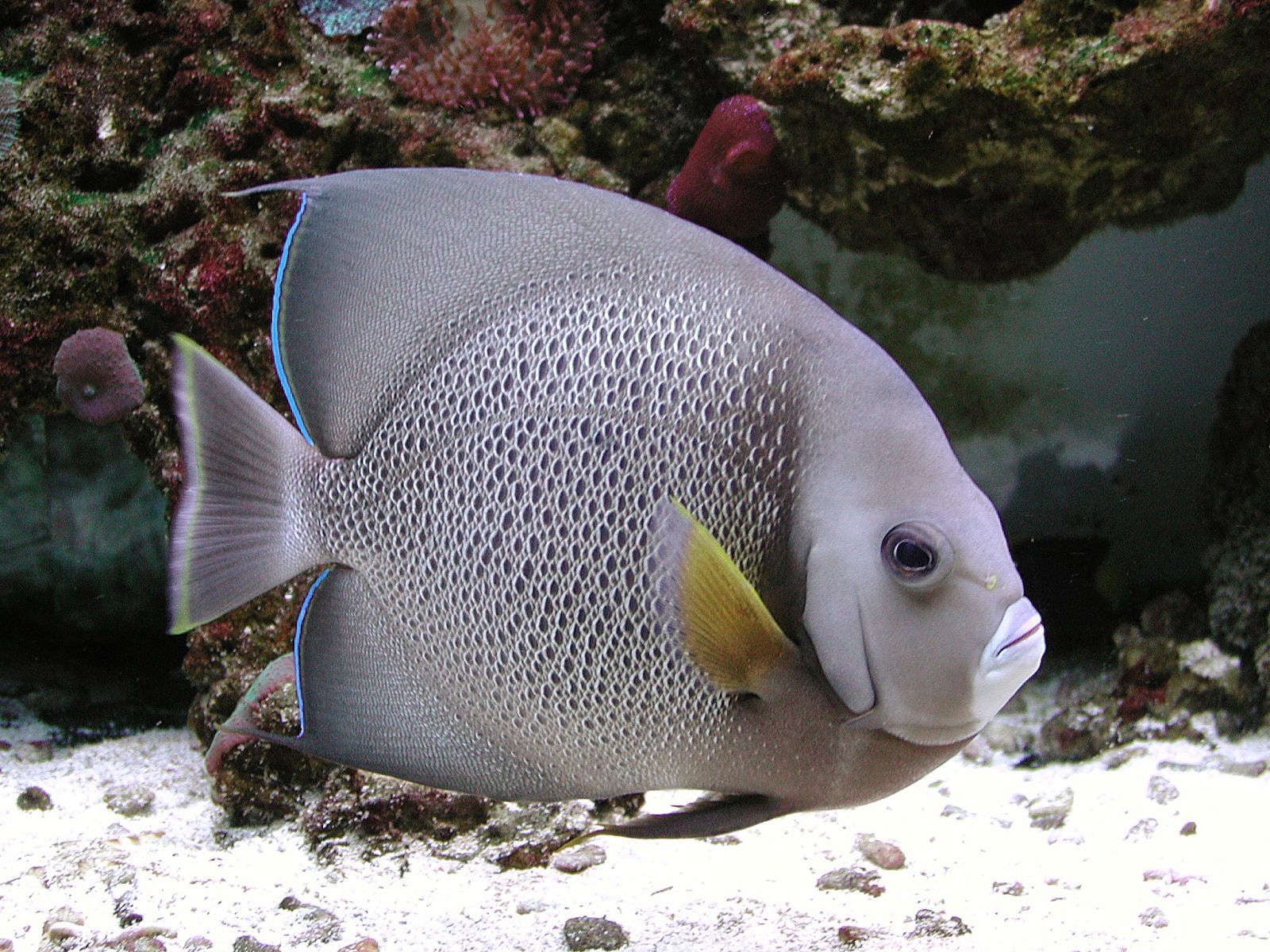 gray angelfish size