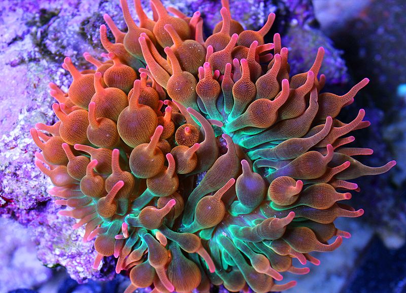 bubble tip anemone