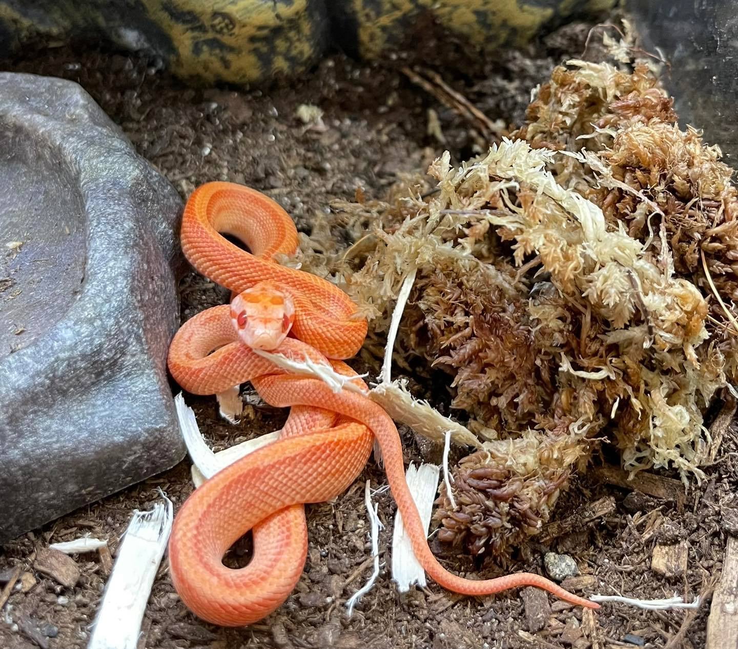 Creamsicle Corn Snake