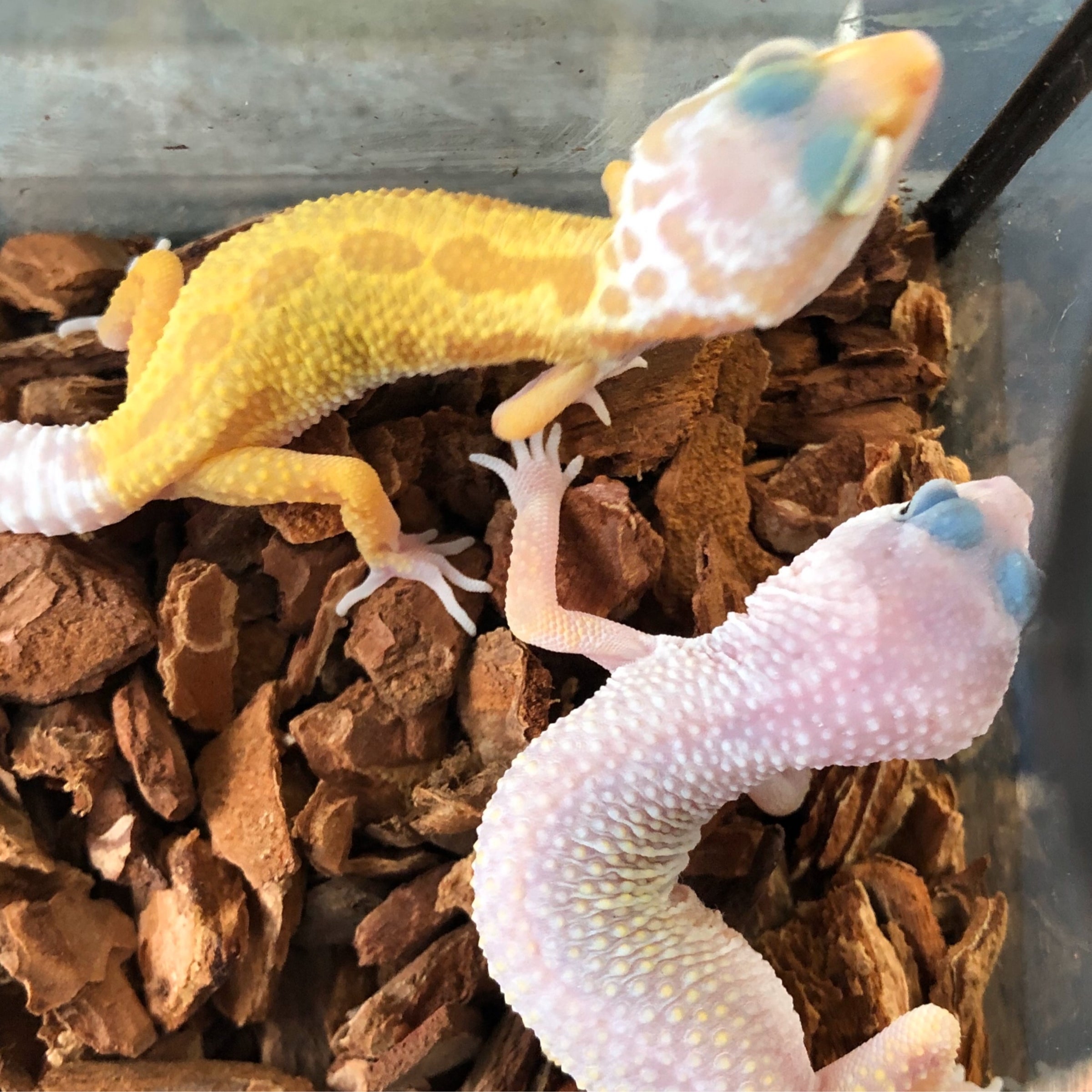 Adult Fancy Leopard Gecko