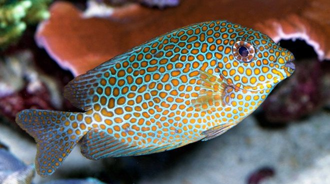 Gold Spotted Rabbitfish | PET-TOPIA