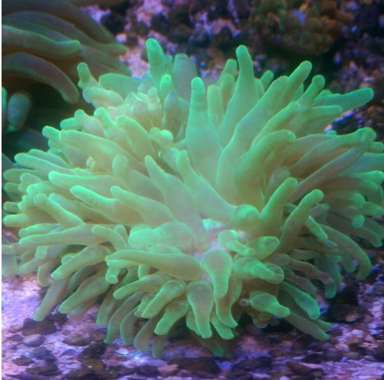 Bubble Tip Anemone