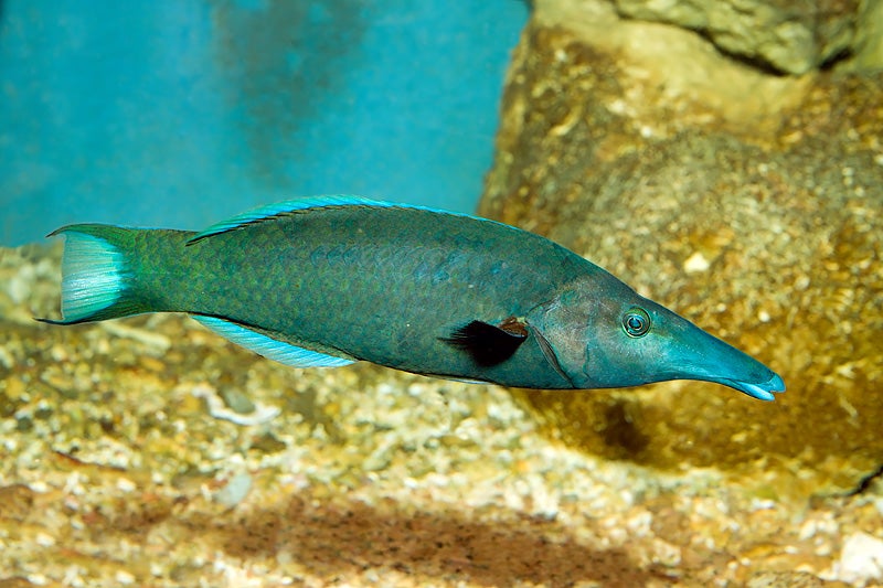 Brown Bird Wrasse