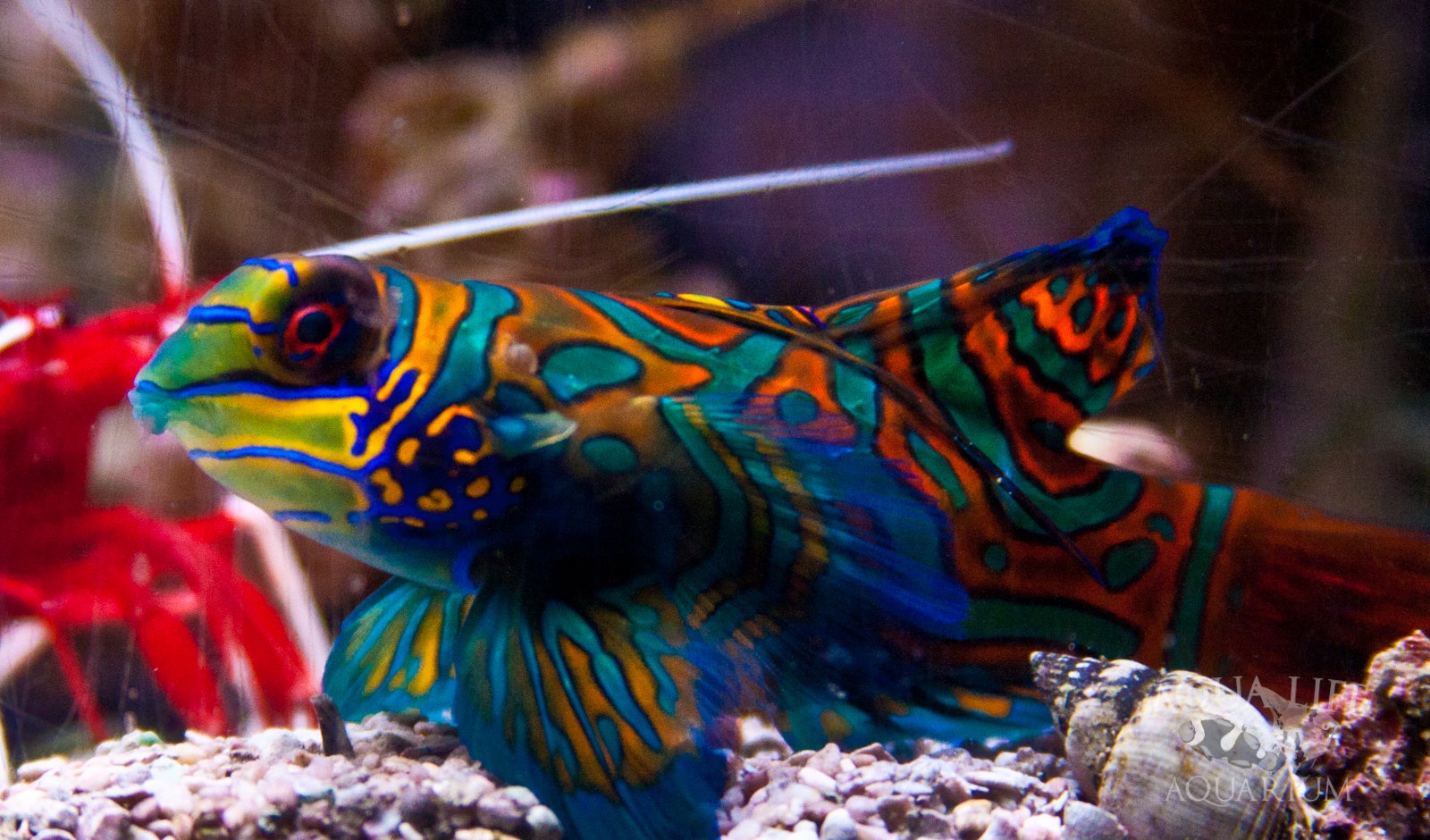 Mandarin Goby