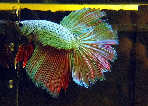 Dragonscale Halfmoon Betta
