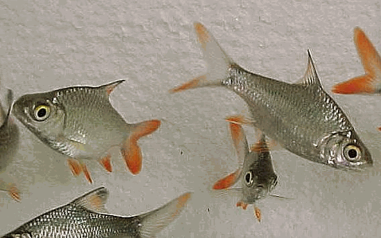 Red Tail Tinfoil Barb